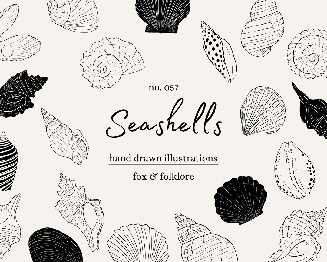 Hand Drawn Seashell Illustrations | SVG and PNG Files | Beach, Ocean ...