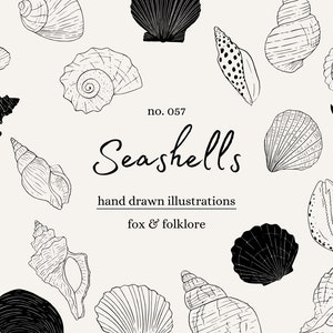 Hand Drawn Seashell Illustrations SVG and PNG Files Beach, Ocean ...