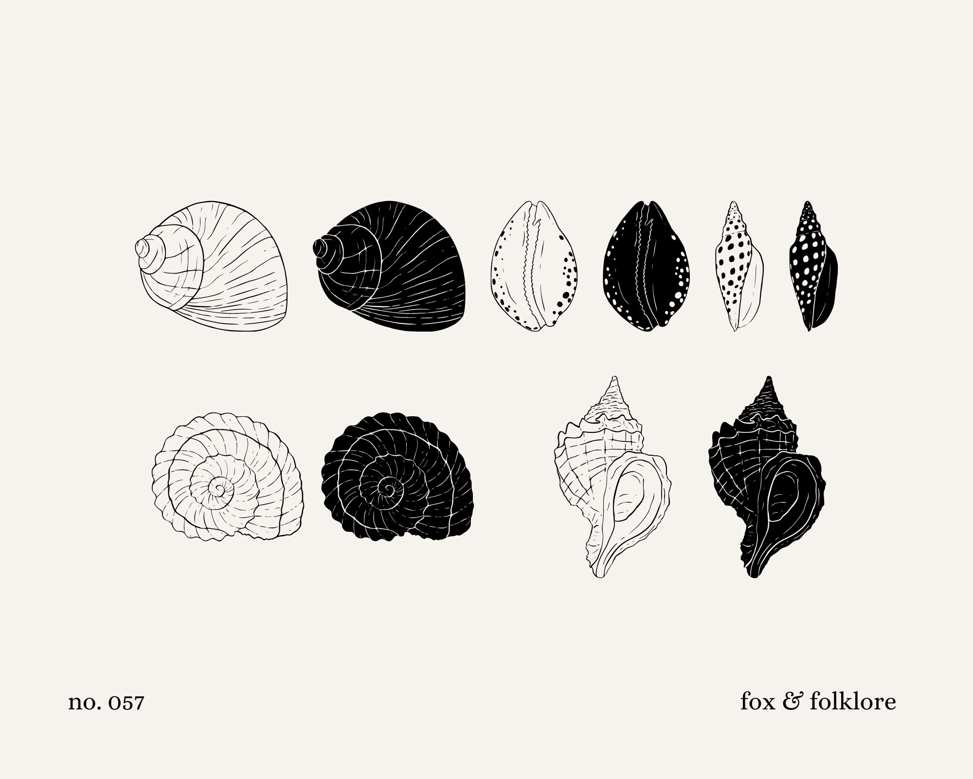 Hand Drawn Seashell Illustrations | SVG and PNG Files | Beach, Ocean ...