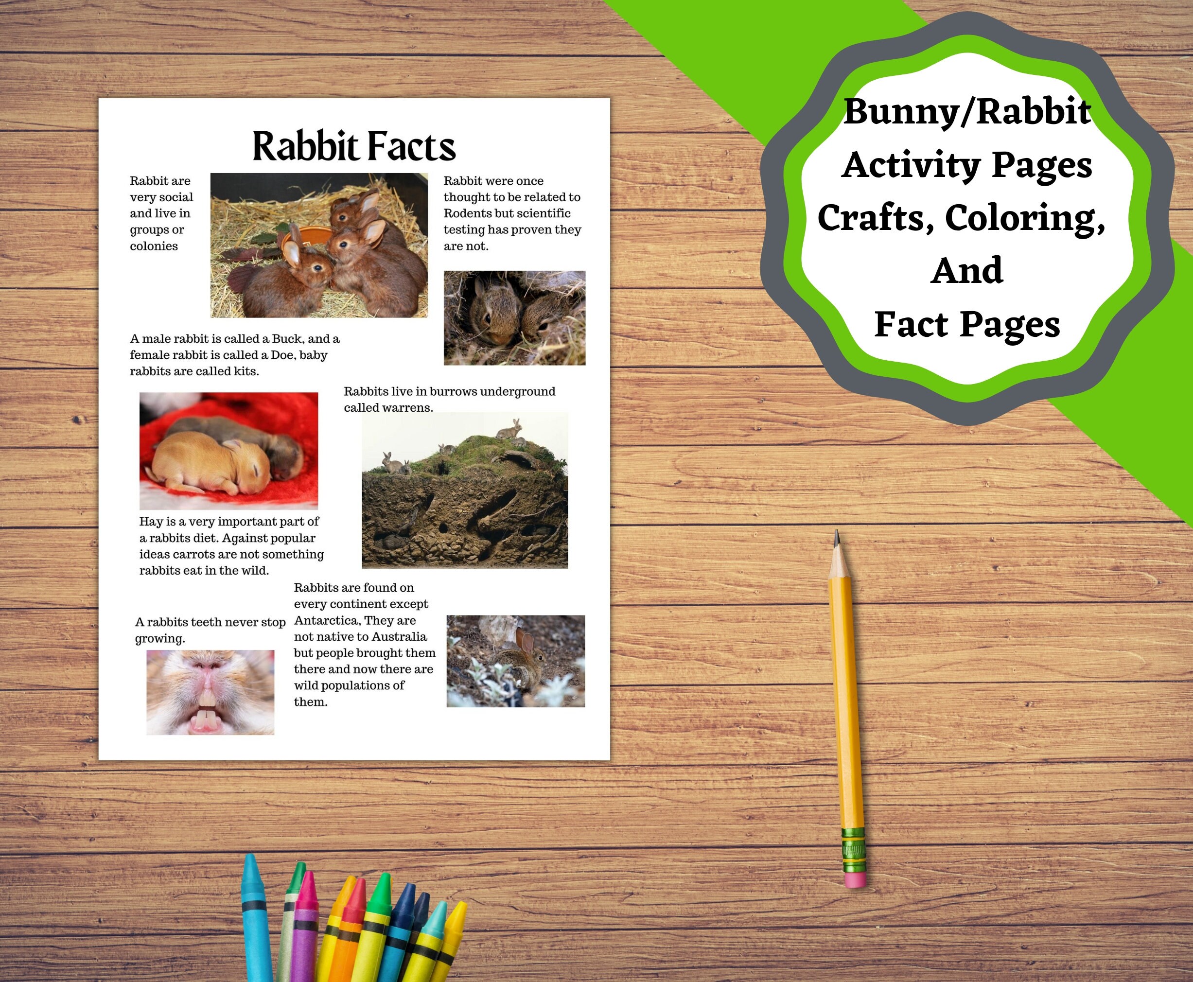 Printable Rabbit/bunny Learning Set. Build a Bunny, Crafts Coloring ...