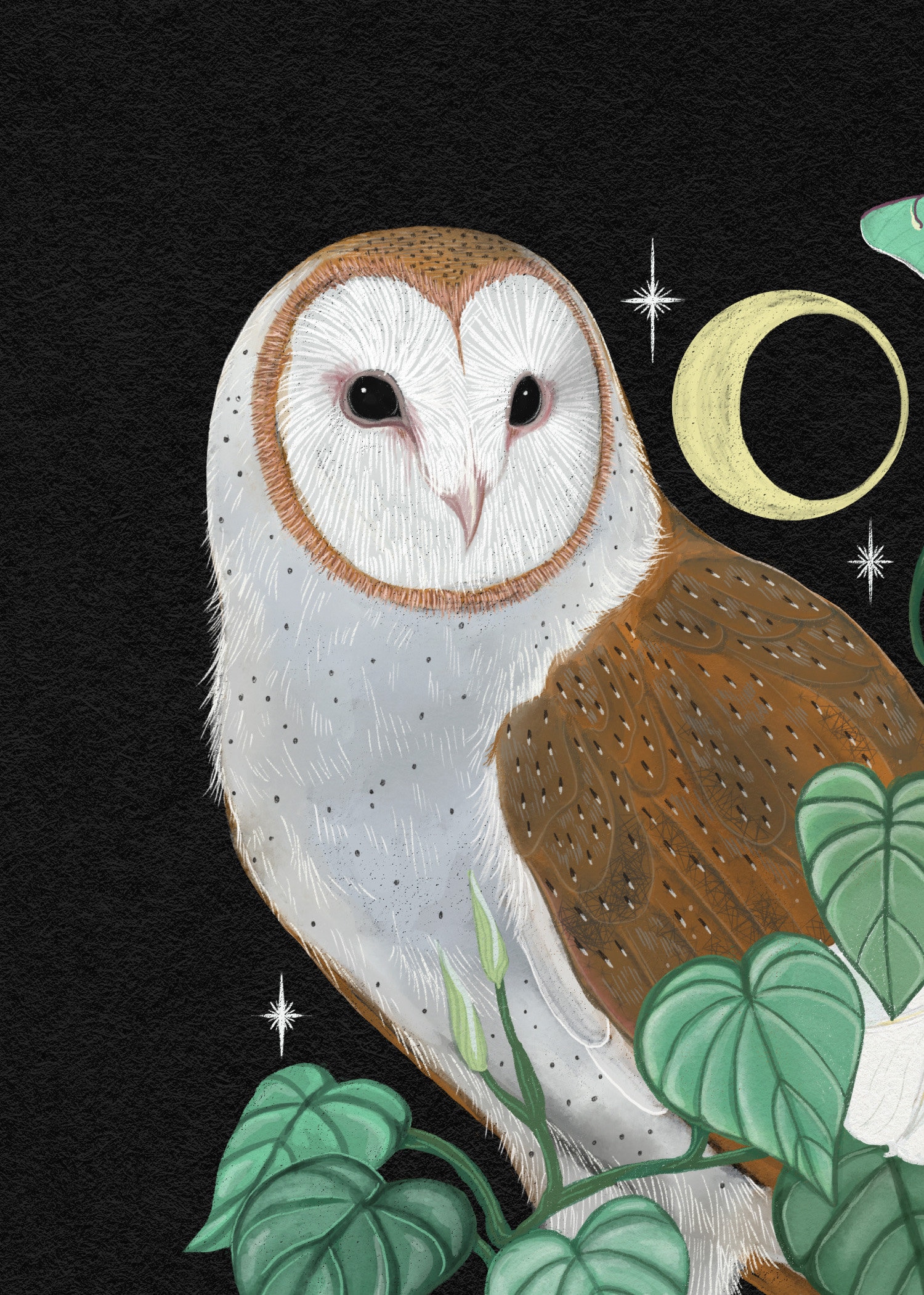 Barn Owl, Luna Moth, and Moonflower Botanical Art Print - Bird Folk Art ...