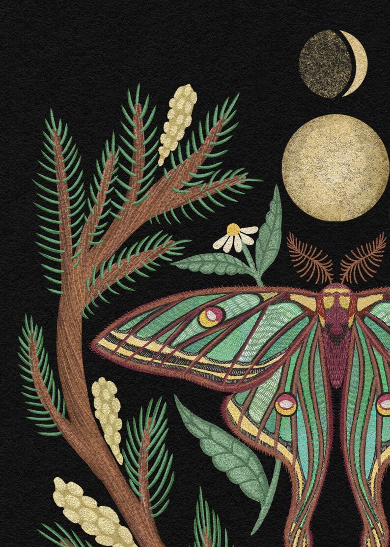 Spanish Moon Moth Print Moth Illustration Luna Moth Print - Etsy