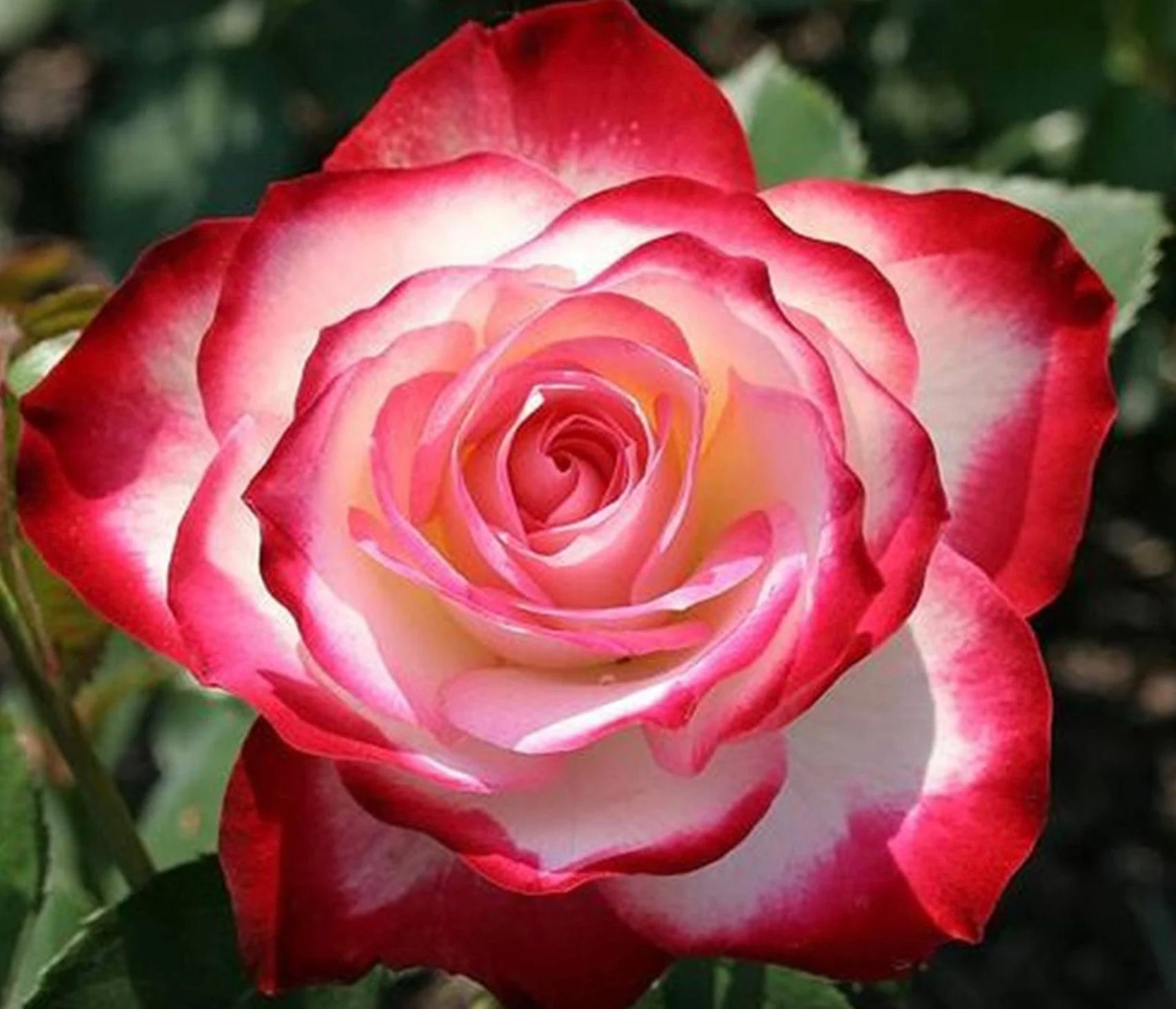 25 Rare Seed Cherry Parfait Rose Seed Flower Seeds seeds - Etsy