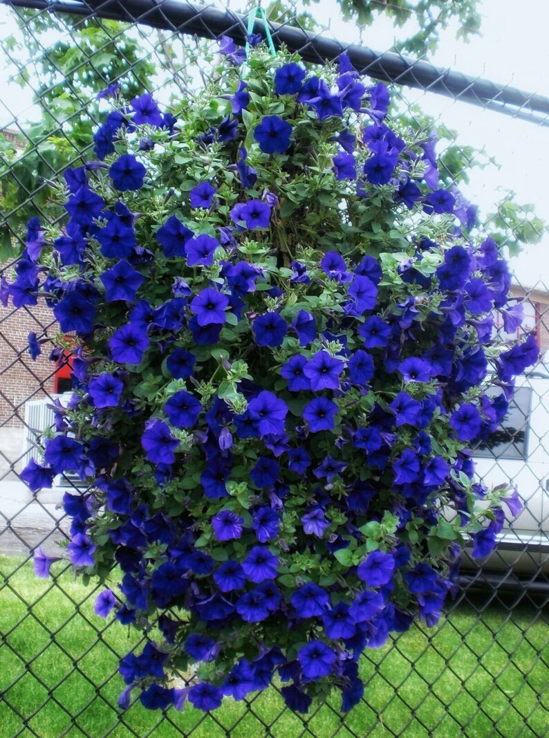 100 Blaue Petunia Blütensamen - Trailing Petunia - Easy Wave Petunia ...