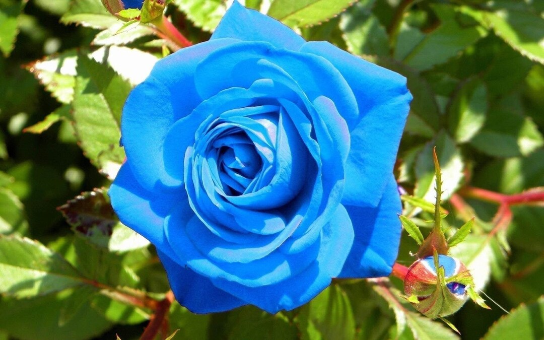 20 Rare Blue Rose Flower Seeds Garden Plants Viable Organic - Etsy UK