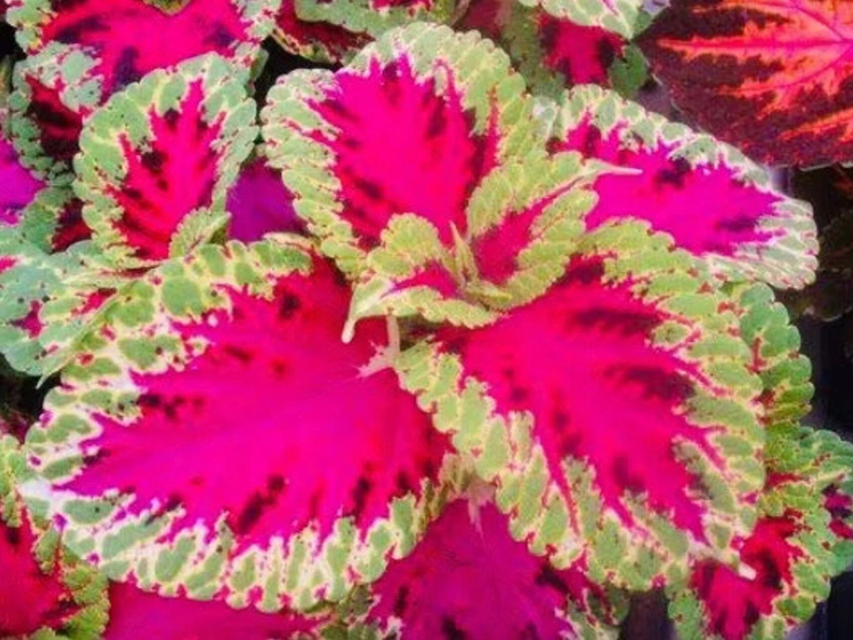 20 Super Rainbow Color Pride Seeds, Indoor Shade Plant - Etsy