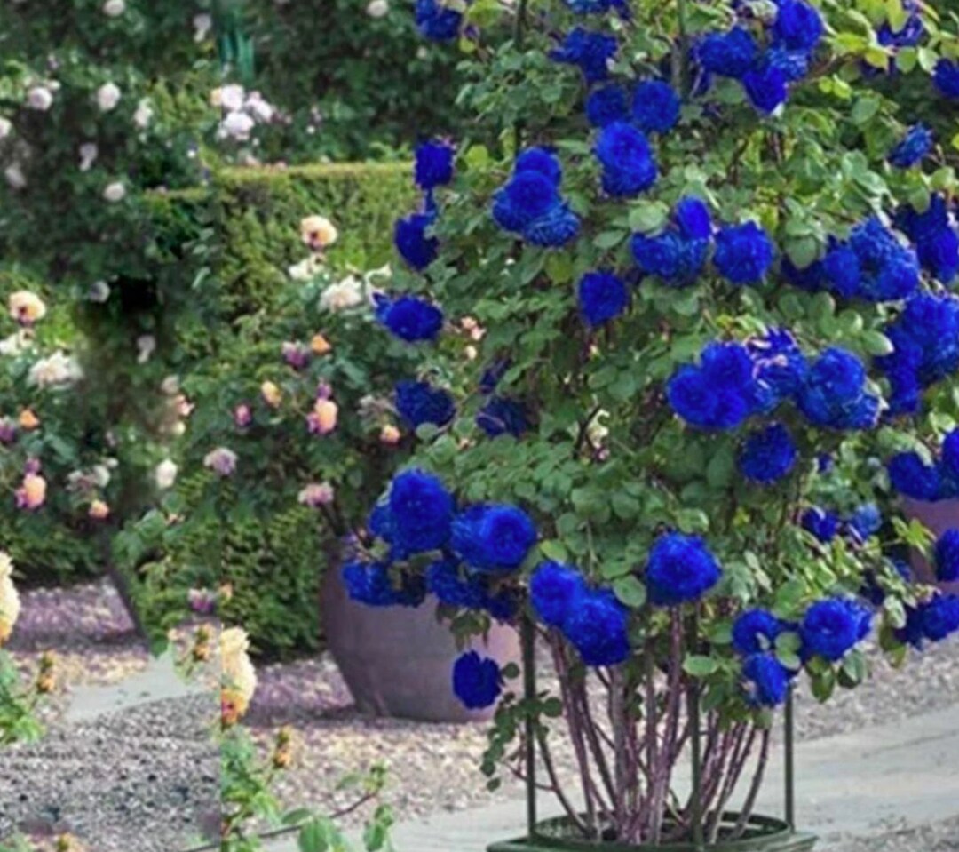 25 Rare Seeds Blue Climbing Rose Bush Flower Seeds Seeds - Etsy Australia