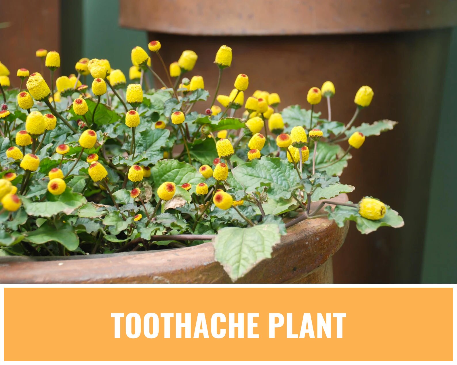 Toothache Plant Heirloom Seeds Medicinal Herb GMO Free spilanthes ...