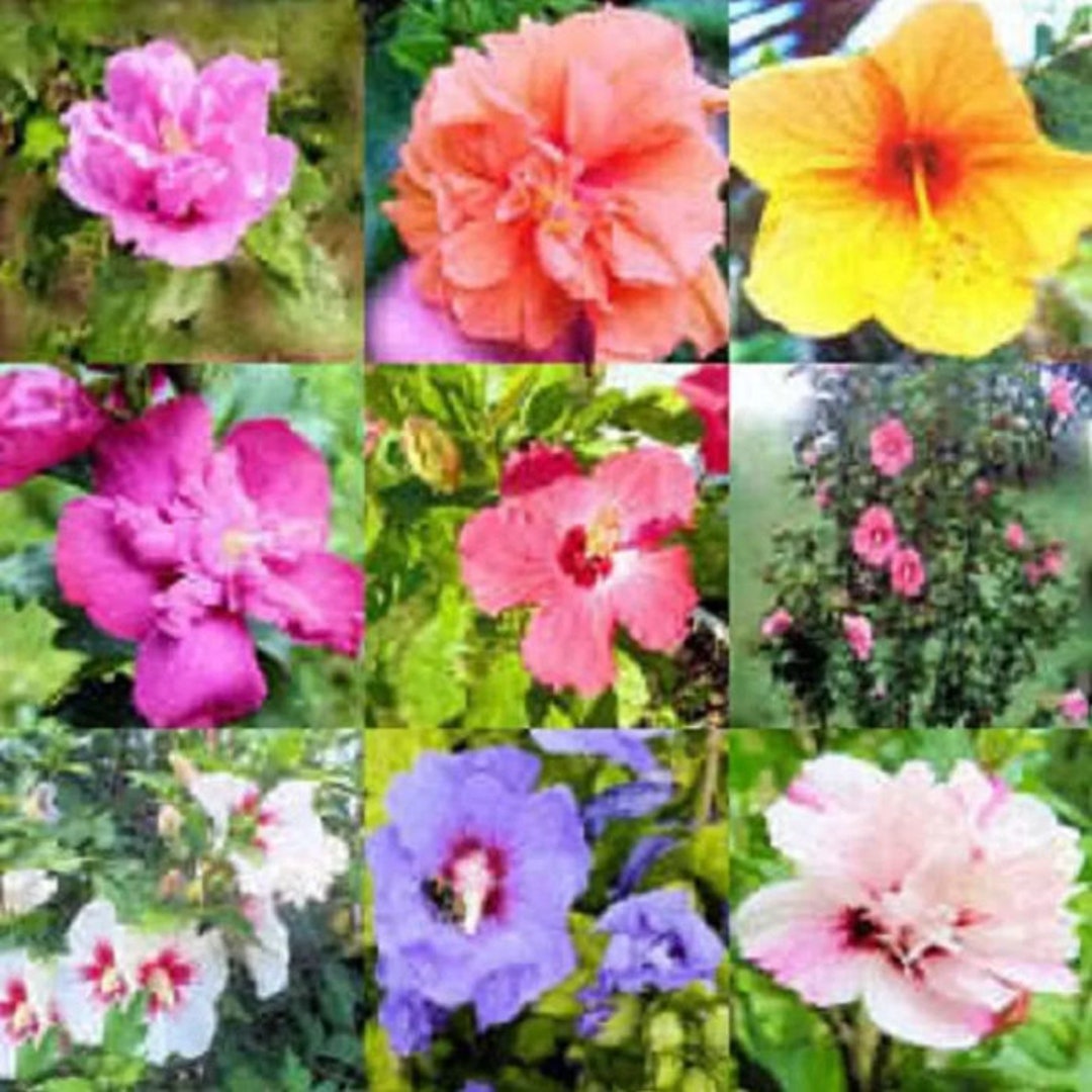 50 Mixed Colors ROSE Of SHARON HIBISCUS Syriacus Flower Tree Bush Seeds ...