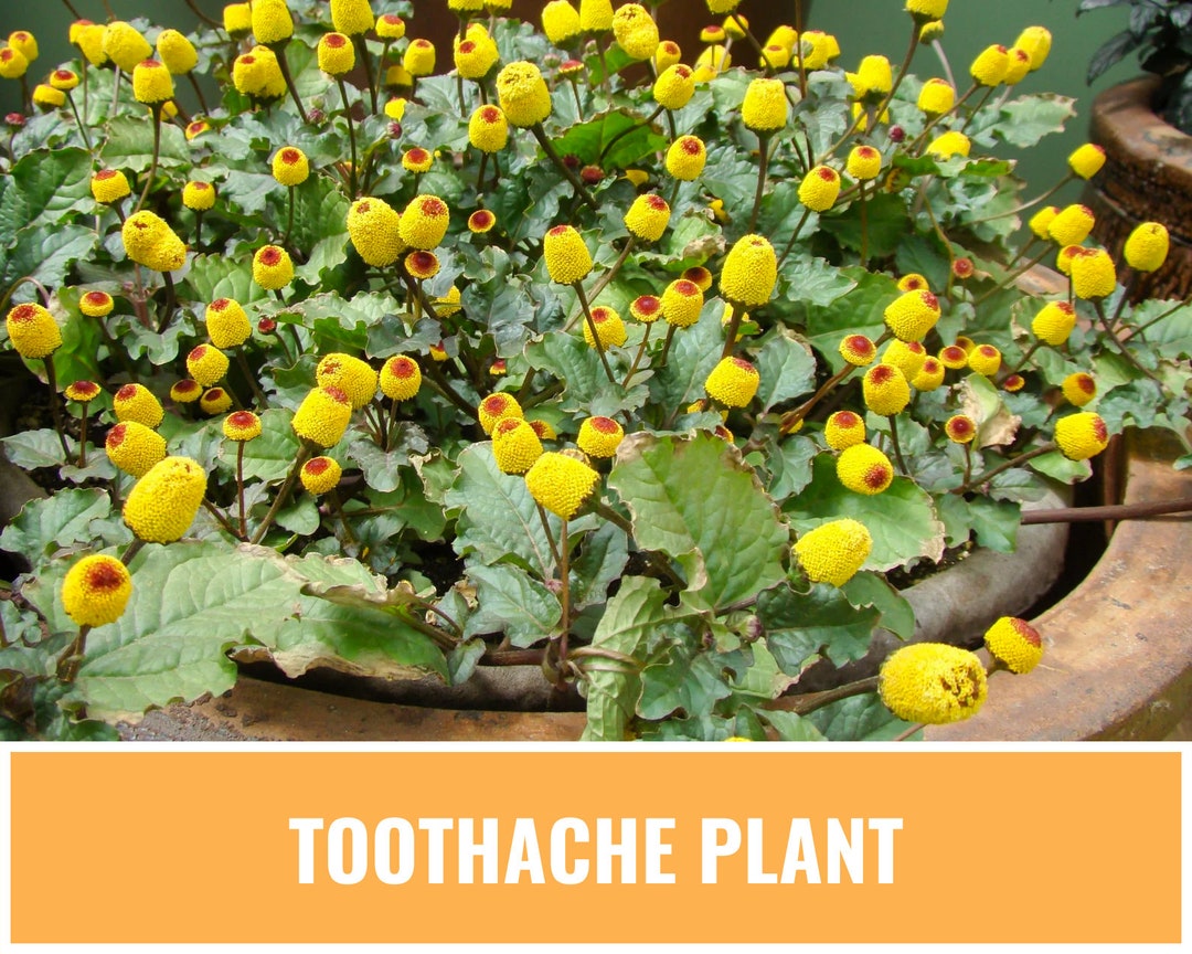 Toothache Plant Heirloom Seeds Medicinal Herb GMO Free spilanthes ...