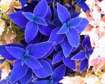 Blue Coleus - Etsy