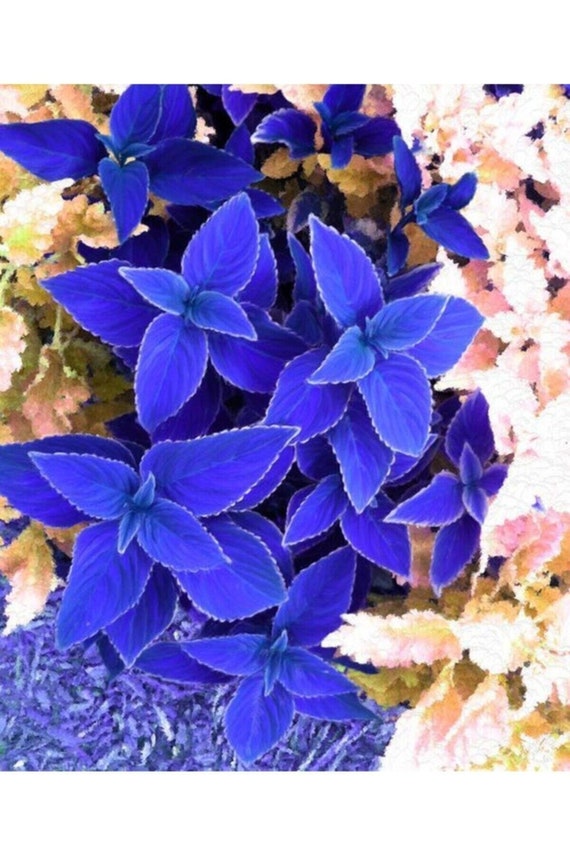 Coleus Seeds Blue 20 per Pack - Etsy