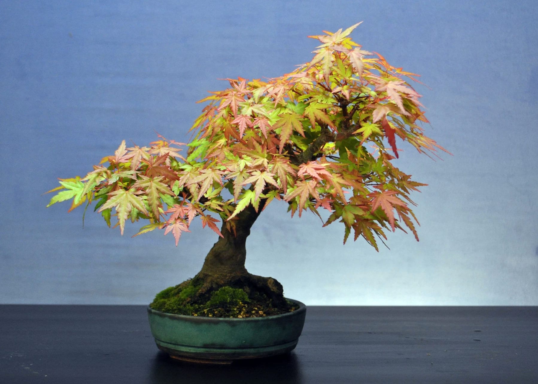 Trident Maple Bonsai Tree