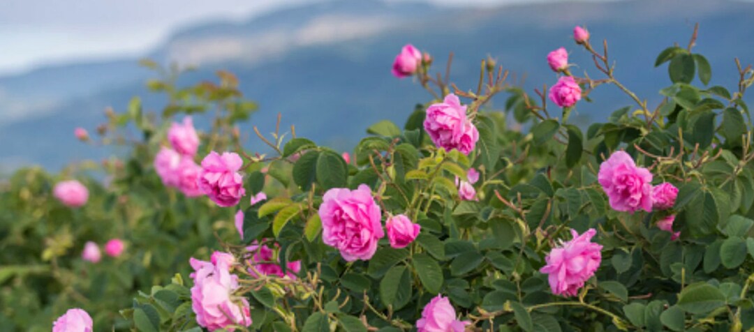 25+ Rare Seeds| Damascena Rose Hybrid Rose Seeds | Seeds, Fruit Seeds, Flowers, No GMO, Easy to ...