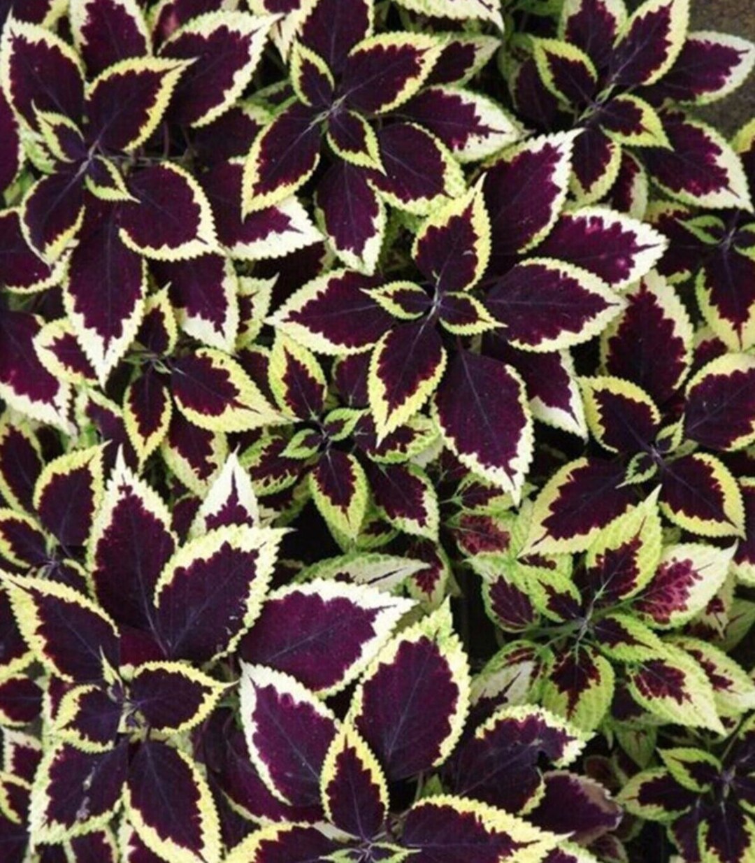 20 semillas de coleus, planta de sombra de interior - Etsy México