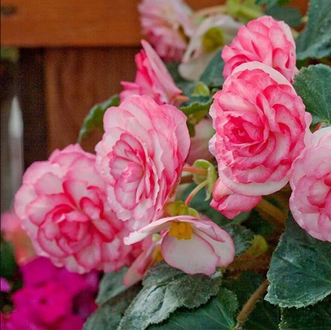 10 Tuberous Begonia House Plant Seeds or Year Round Plant in Zones 10 ...
