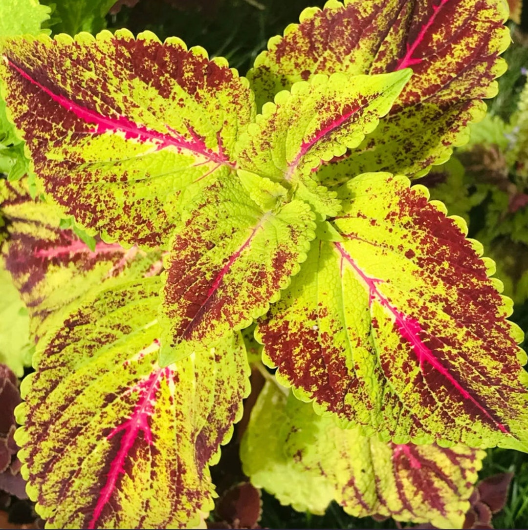 20 semillas de coleus, planta de sombra de interior - Etsy México