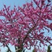 FALL PLANTING 20 Chinese Red Bud Tree Seeds, Bonsai, Cercis Chinensis ...