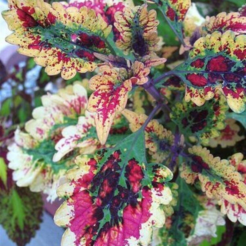 Coleus Seeds - Etsy Australia