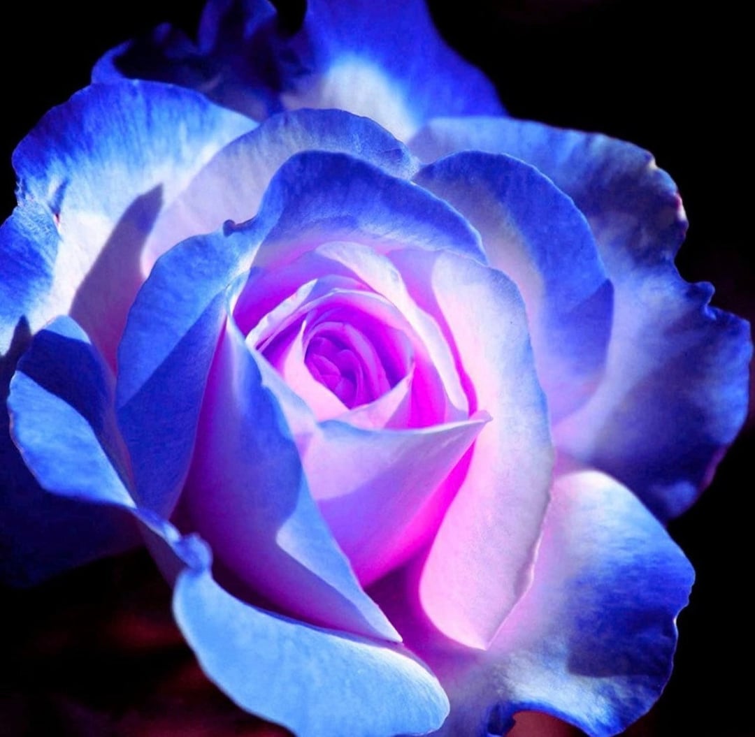 Rare Moon Rose Seeds - 30 per Pack Blue and Pink Rose Seeds - Etsy Canada