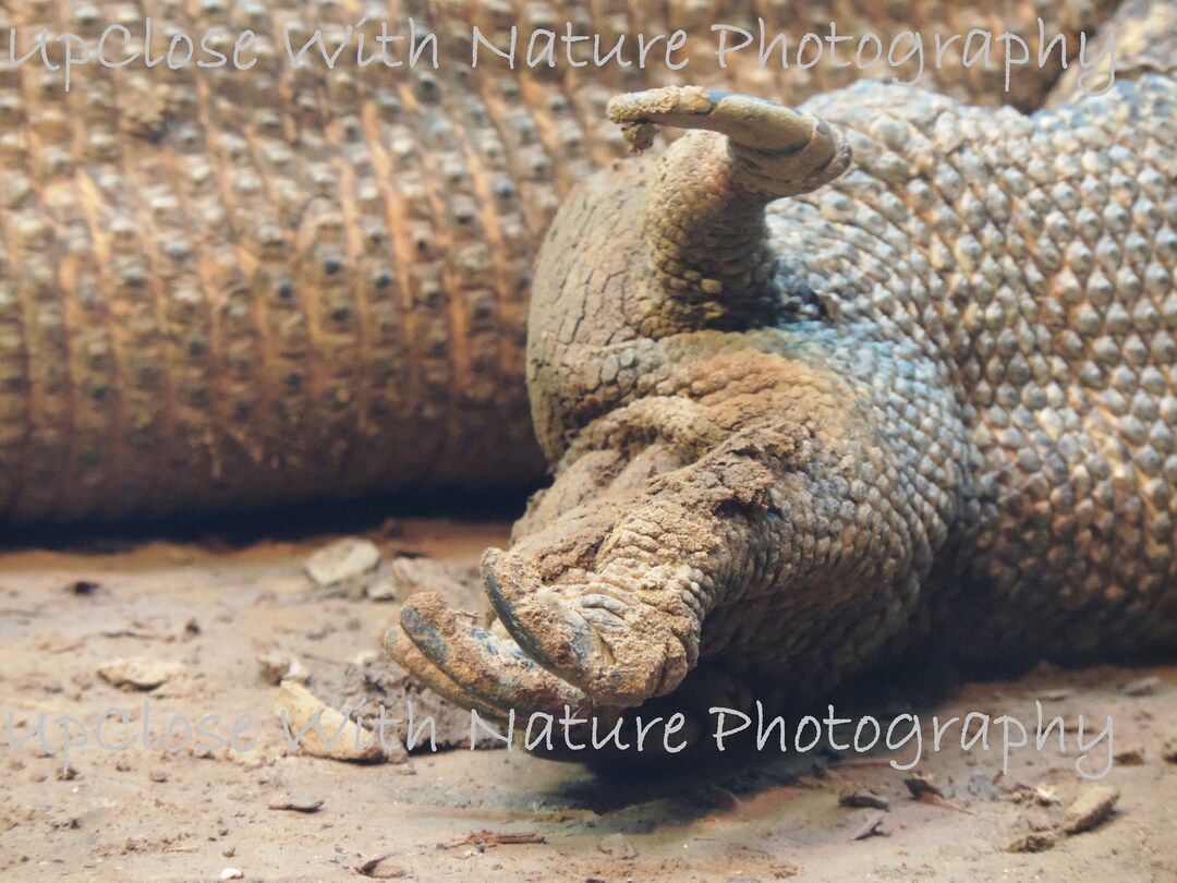 Komodo Dragon Foot - Etsy