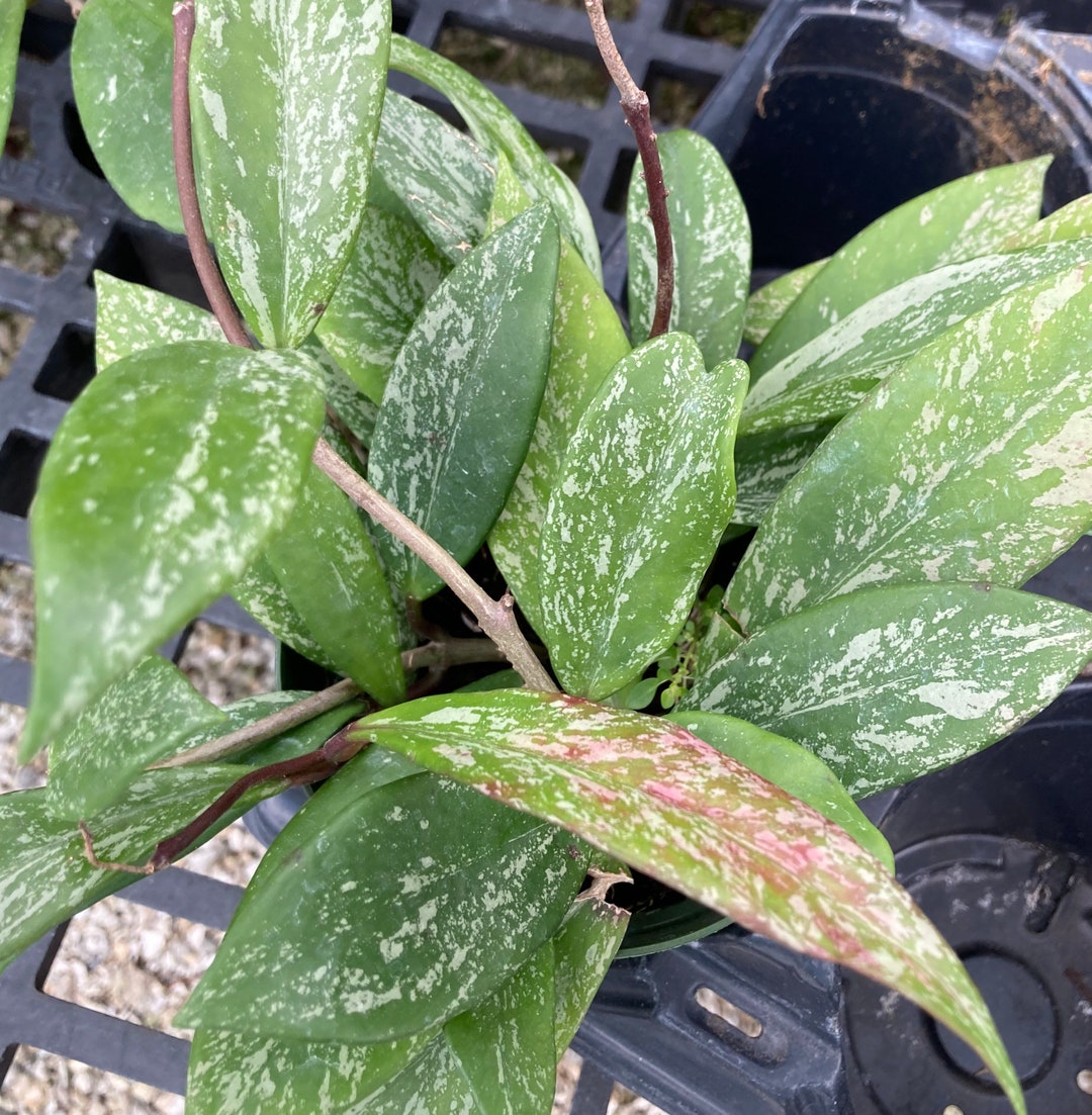 Hoya Pubicalyx Splash Super Splash - Etsy