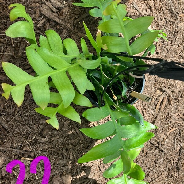 Fern Leaf Cactus - Etsy