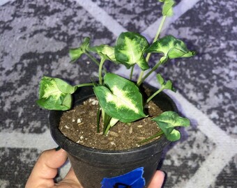 Syngonium mini Pixie Starter Plant ALL STARTER PLANTS - Etsy