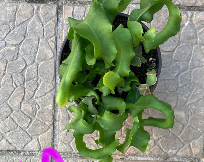 Epiphyllum Guatemalense Monstrose, Curly Orchid Cactus, Curly Sue ...