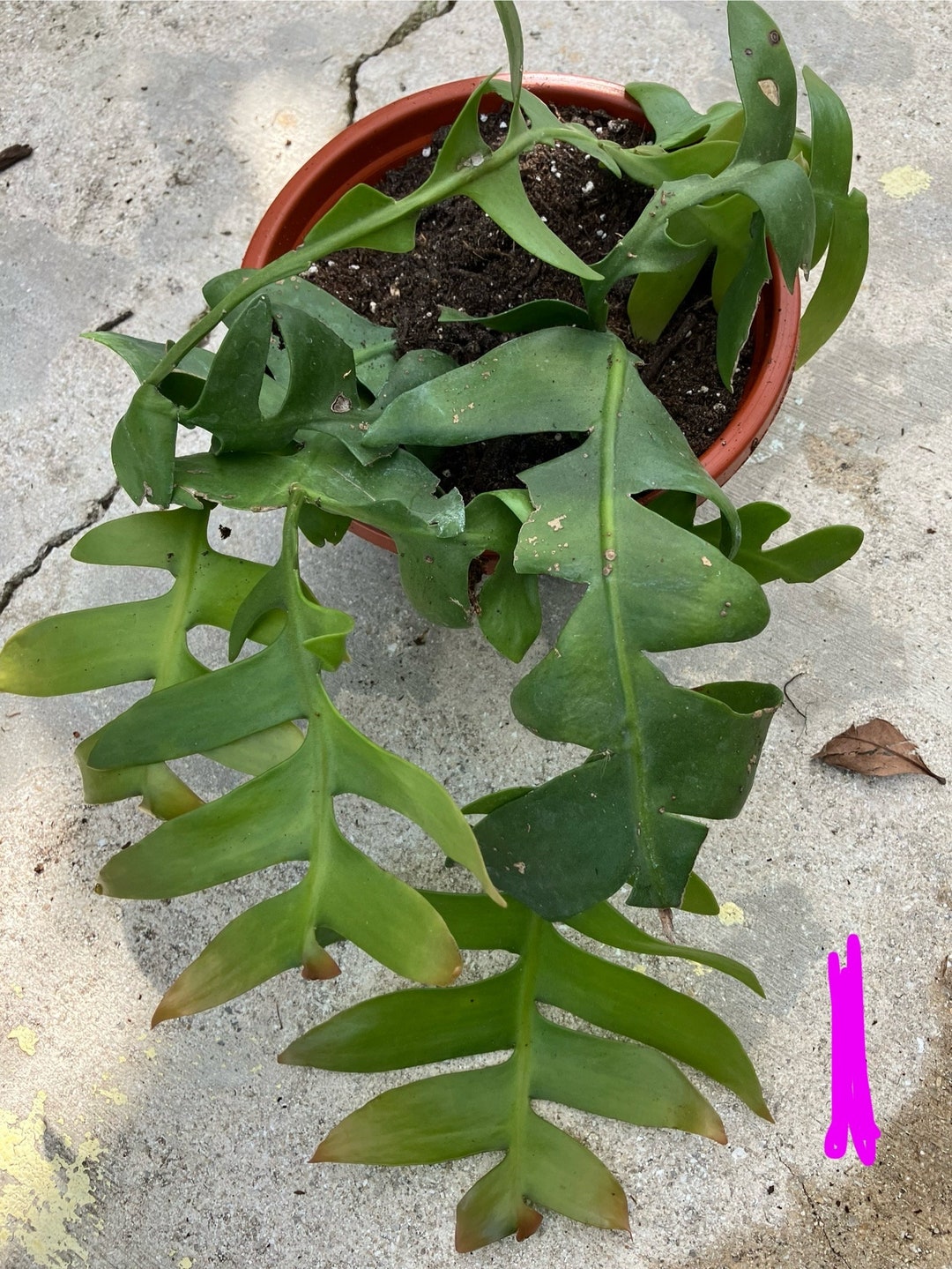 Shark Fin Cactus, Sharktooth Fern, Selenicereus Chrysocardium,fern Leaf ...