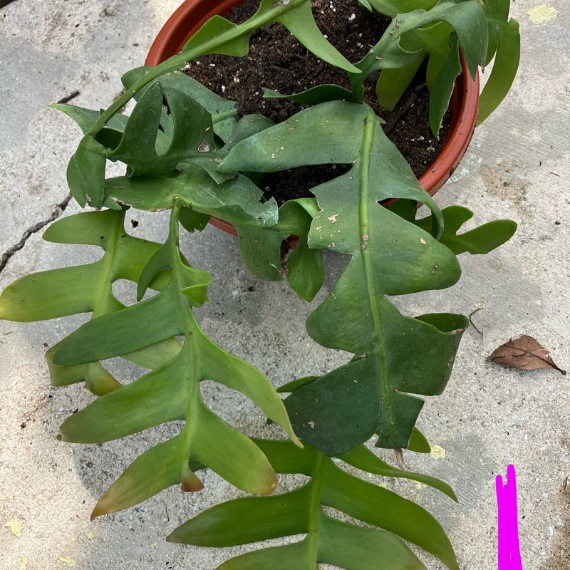 Cactus Leaves - Etsy