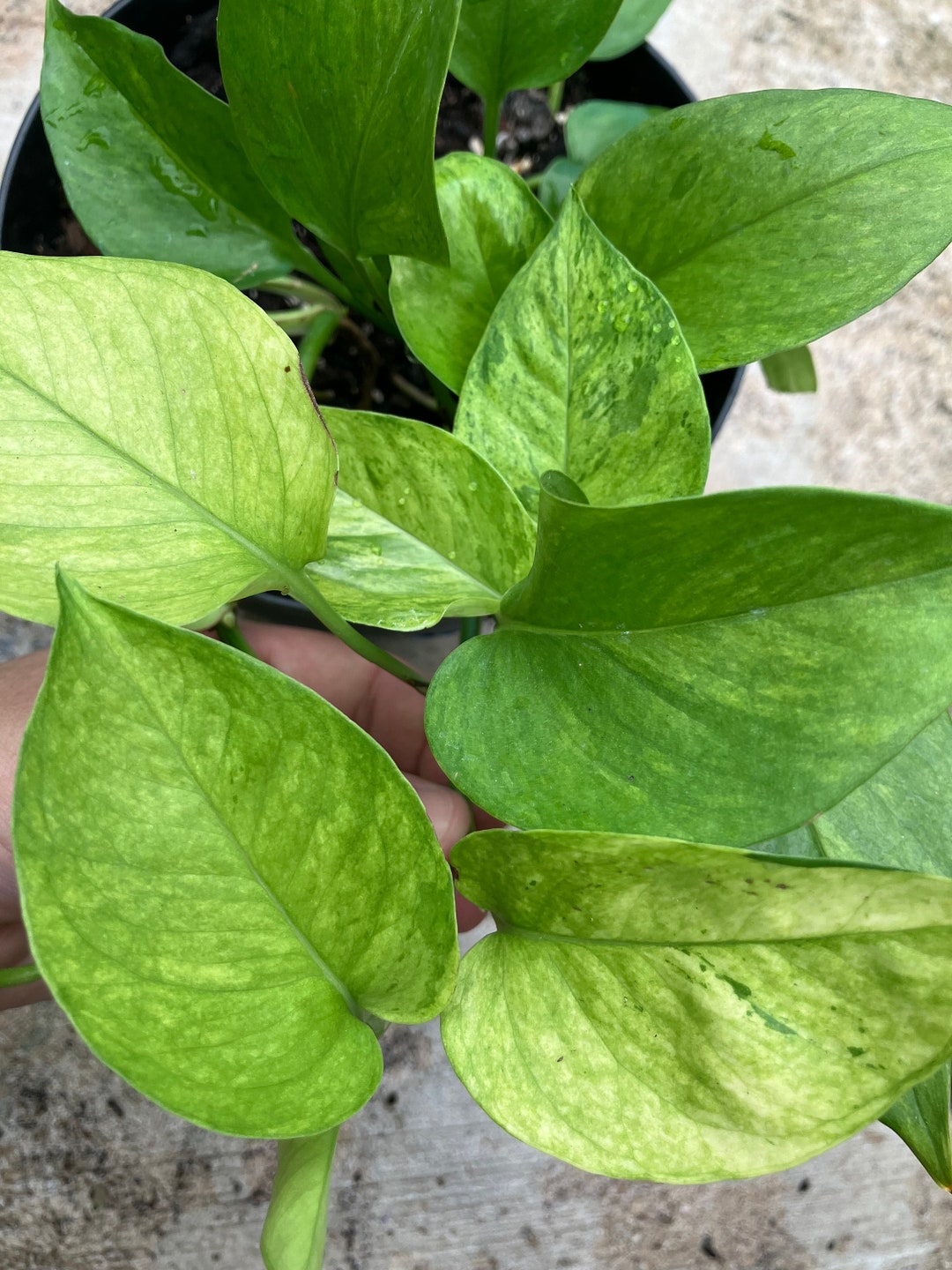 Jessenia Pothos - Etsy