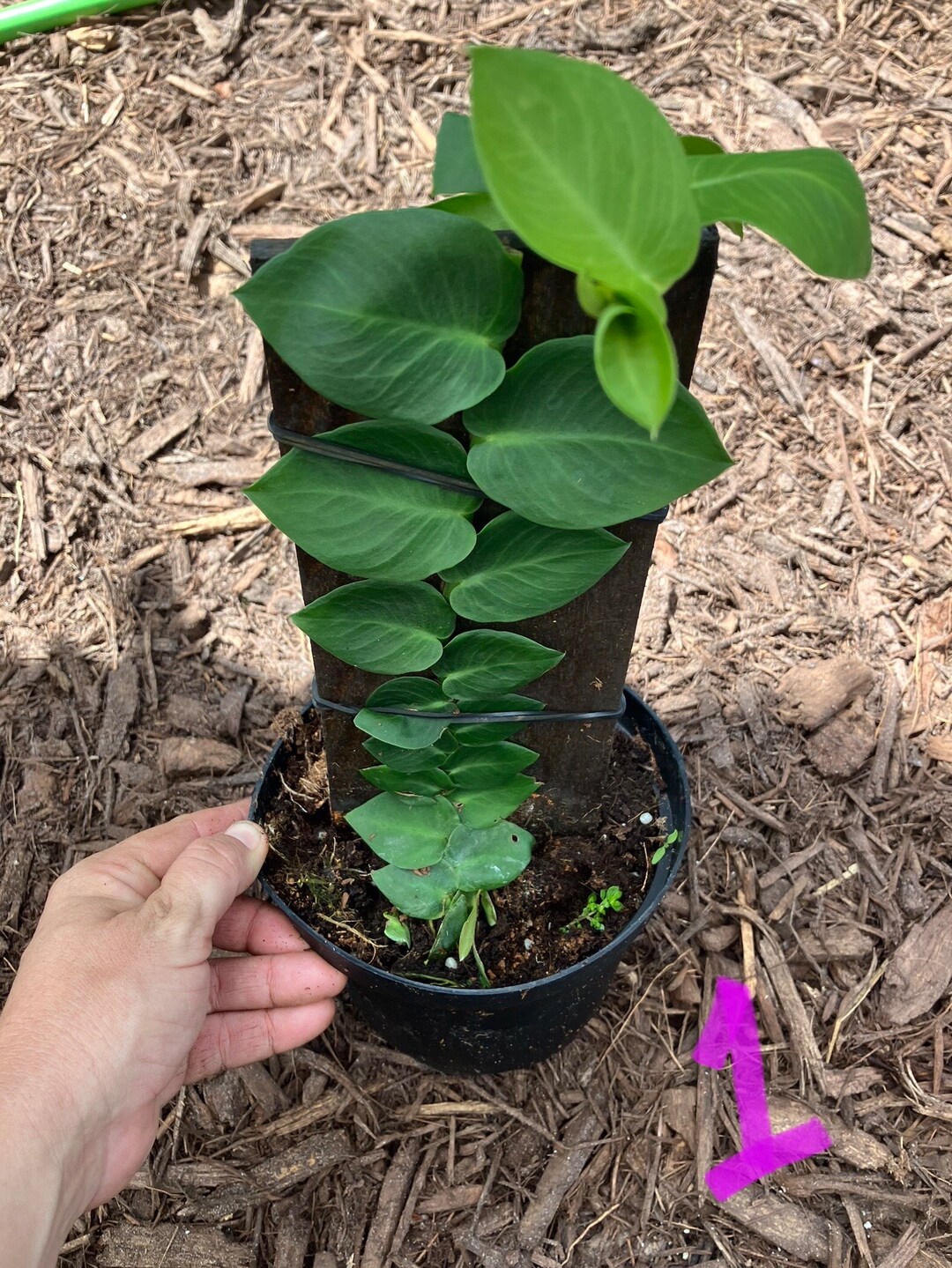 Rhaphidophora Hayi shingle Plant - Etsy