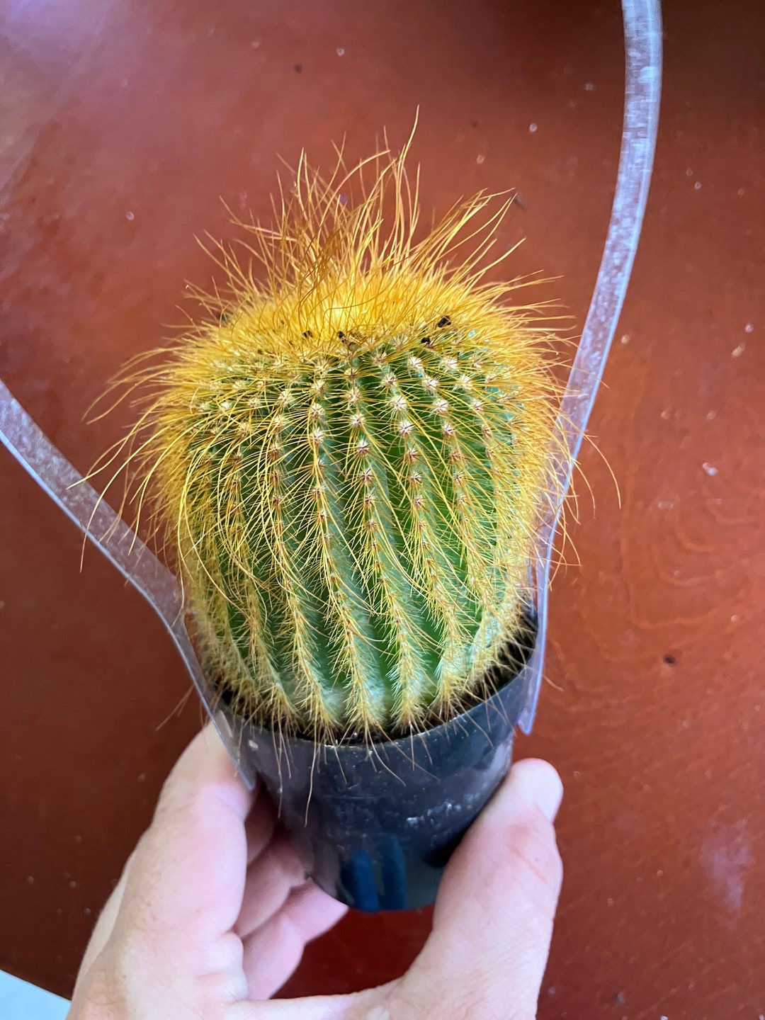 Notocactus Leninghausii, Golden Ball Cactus 3.5 - Etsy
