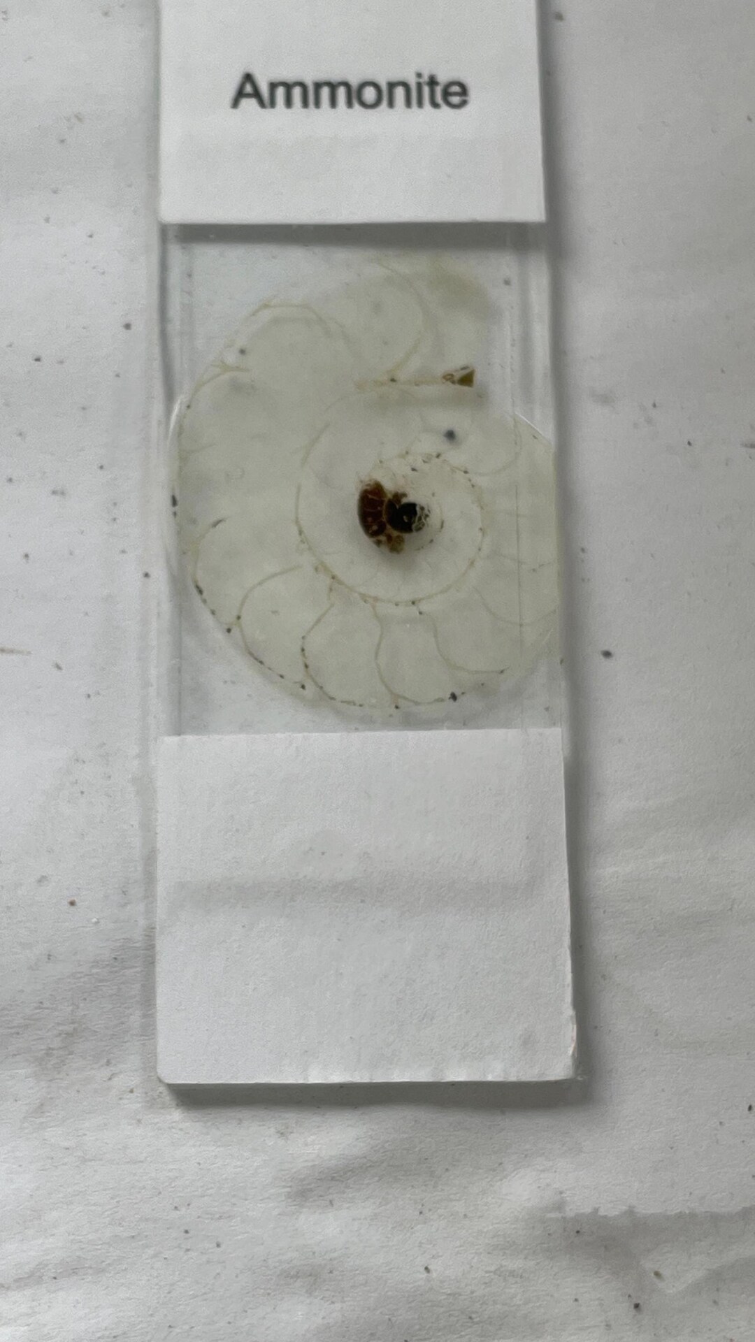 Geological Microscope Slide (thin Section) of Half of an Ammonite ...