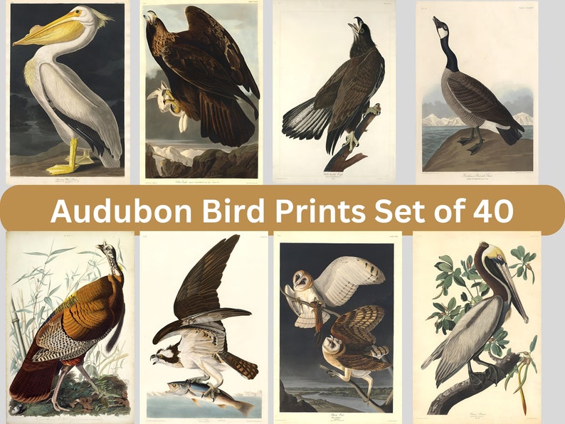 Vintage Audubon Birds Prints Set Flamingo Poster, Audubon Seabirds ...