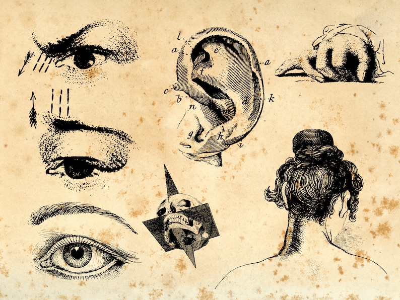 100 Vintage Anatomy Bundle, 1800s Victorian Era Illustrations, Antique ...