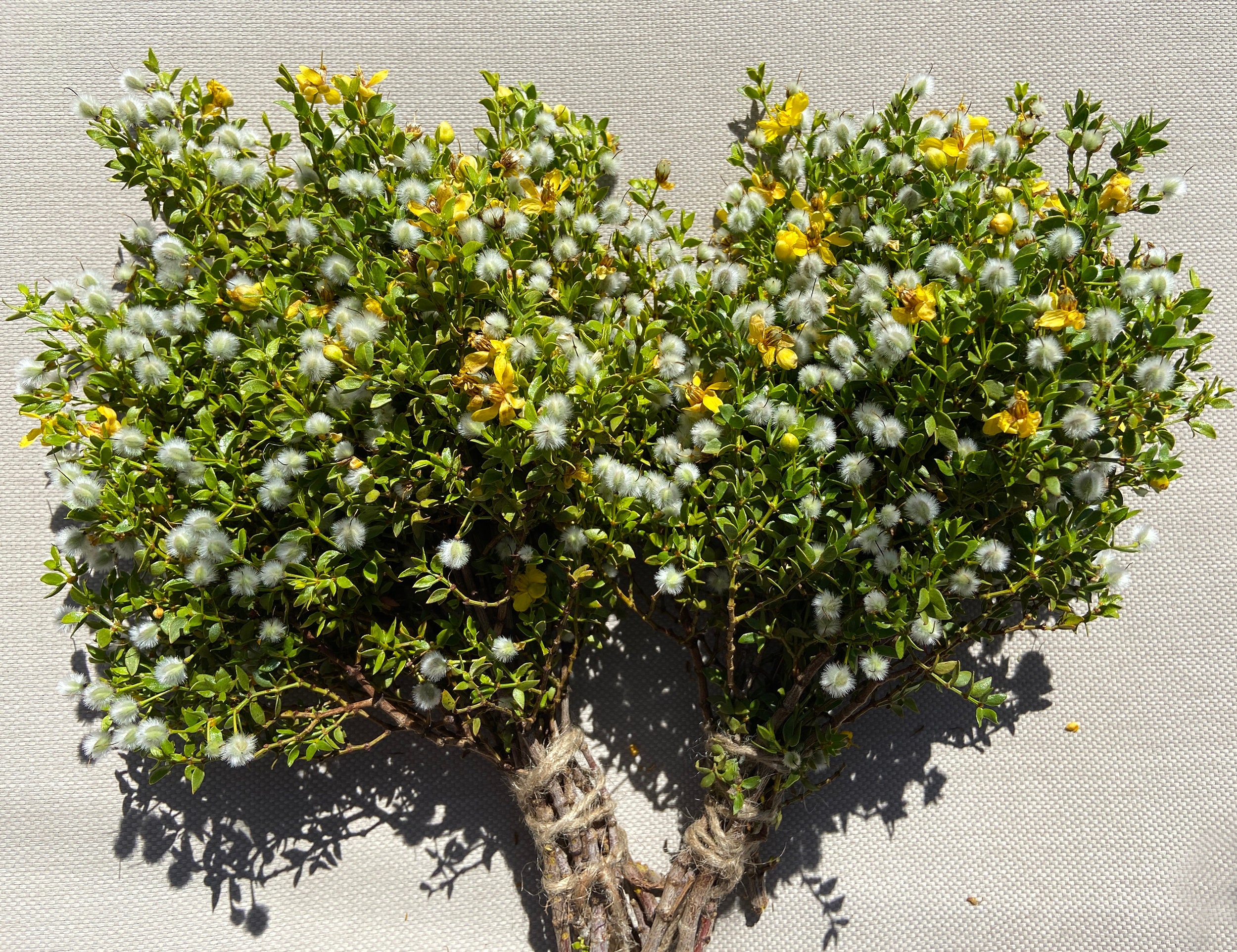 Wildcrafted Creosote Chaparral Fresh Branches Joshua Tree Smell the ...