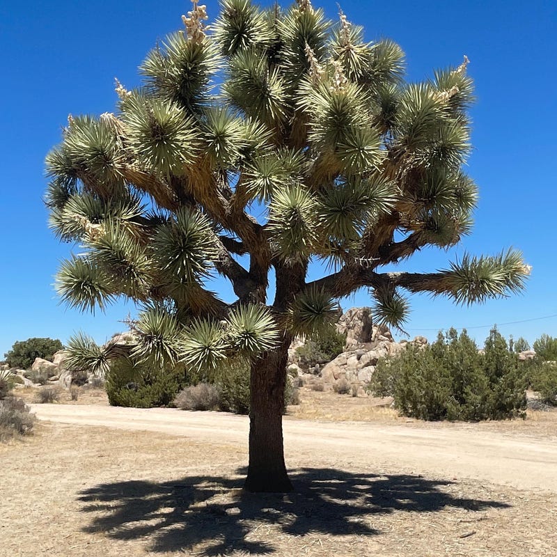 Joshua Tree Crafts - Etsy