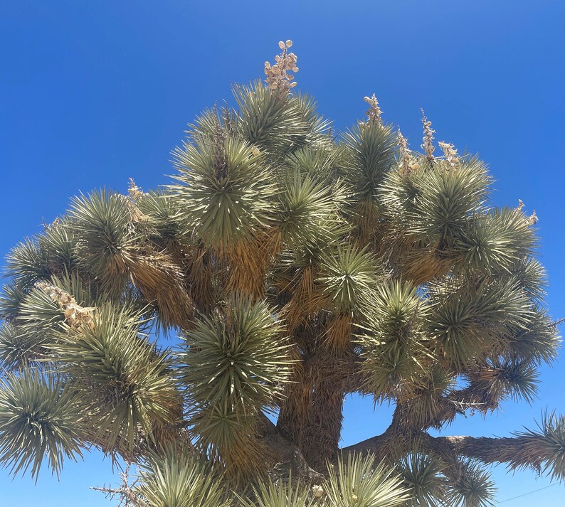 Joshua Tree Seeds: Mojave Native Yucca Brevifolia (25 Seeds) - Etsy