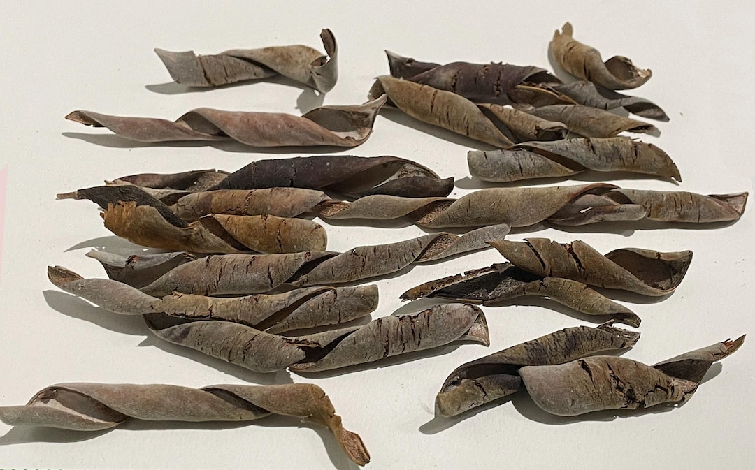 Twisted Wisteria Seed Pods: Natural Desert Garden Spirals, Craft ...