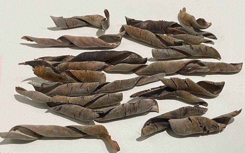 Twisted Wisteria Seed Pods: Natural Desert Garden Spirals, Craft ...