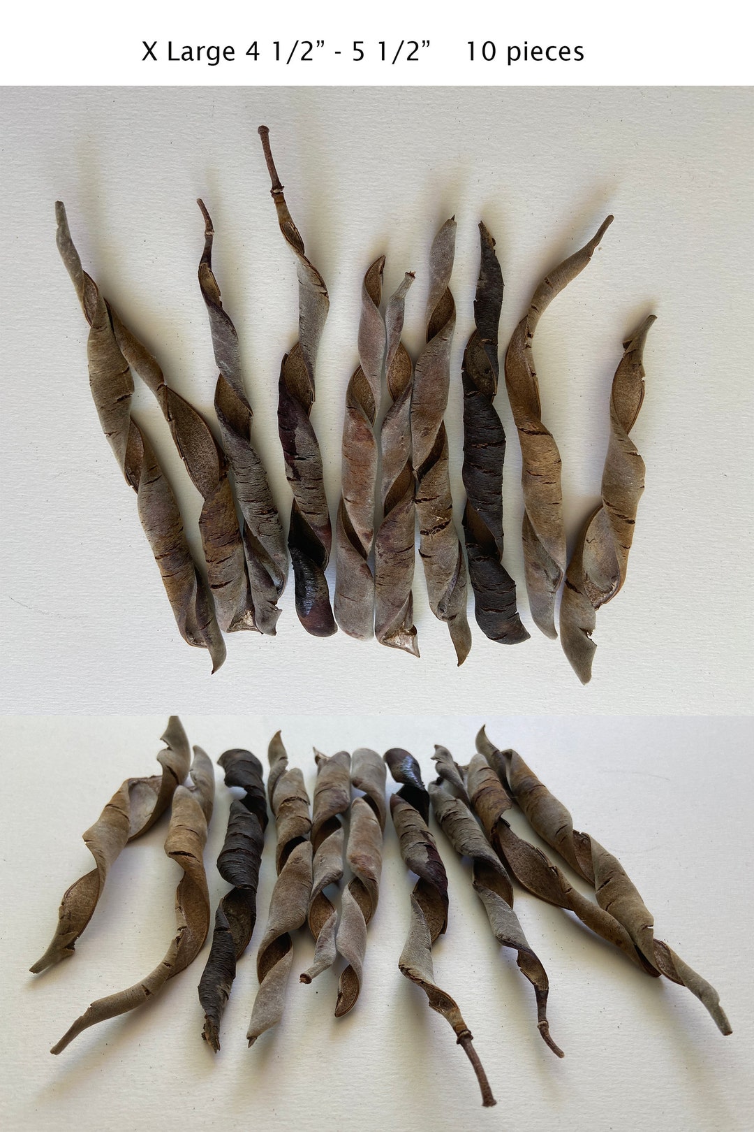Wisteria Seed Pods Twisted by Nature Spiral Pods Various Sizes - Etsy