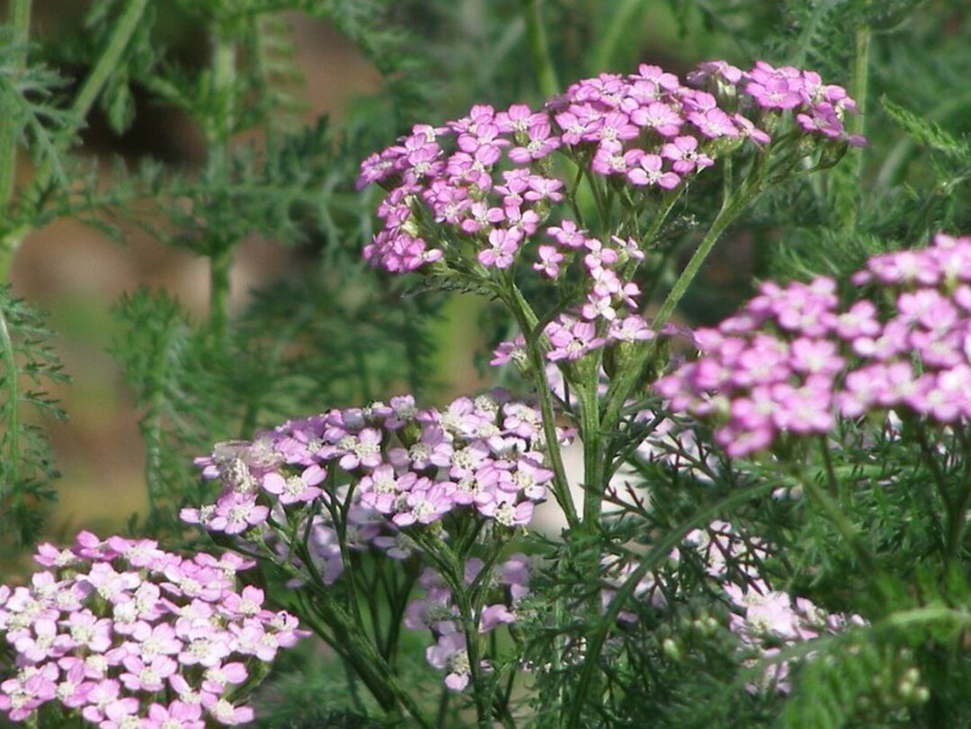 Yarrow – Oertel’s Rose 5 Live Plants - Bare Root Attracts Butterflies ...