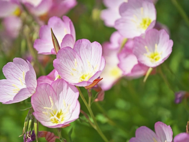 5 Live Plants, Pink Evening Primrose - Mexican Primrose - Oenothera ...