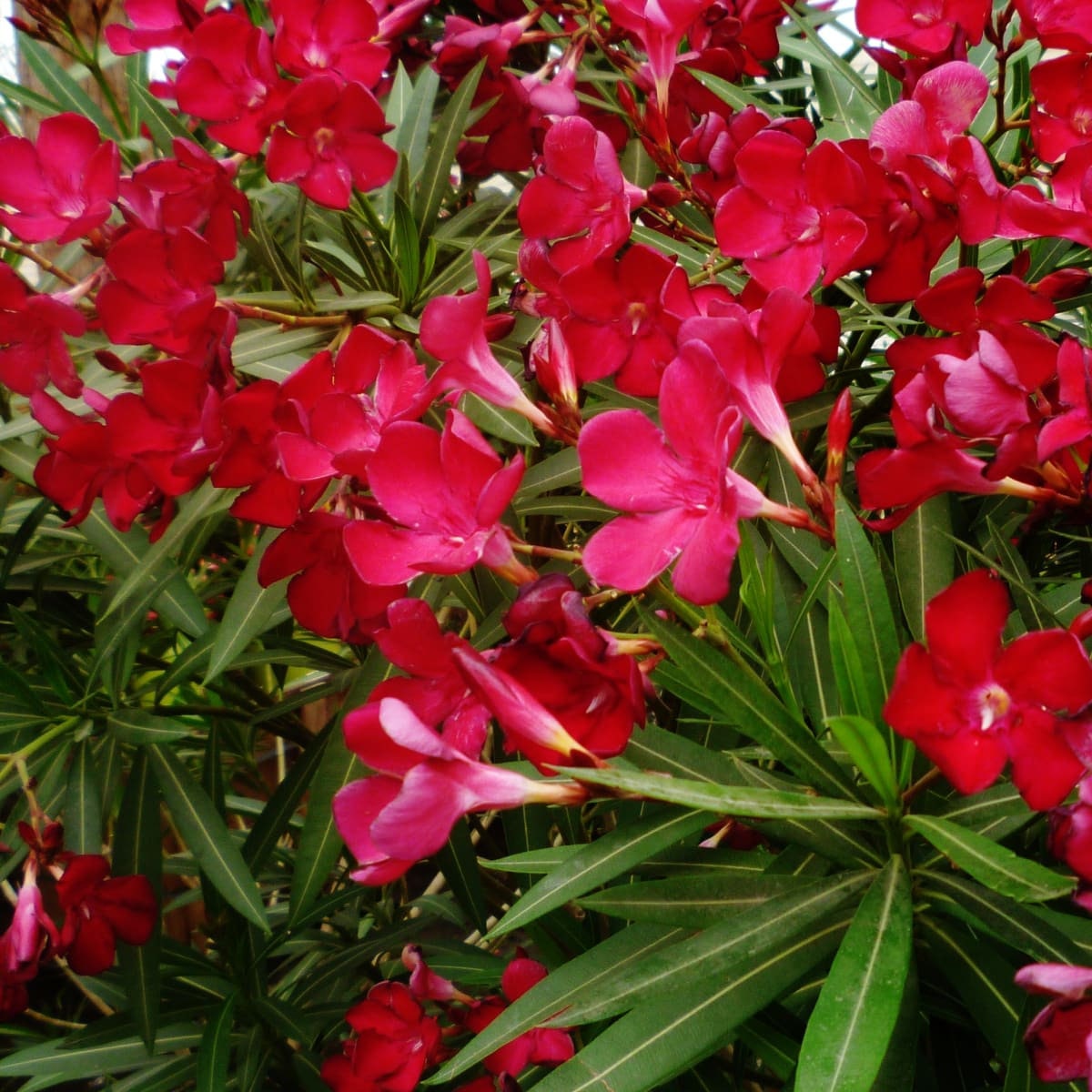 50+ Red Oleander (nerium Oleander) Seeds - Etsy