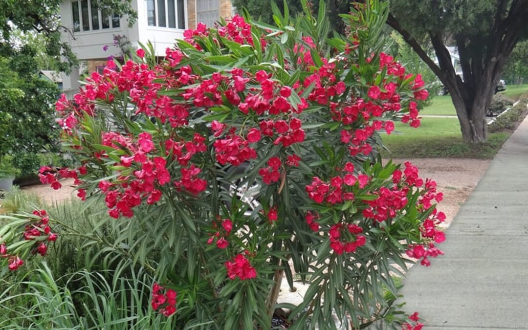 50+ Red Oleander (nerium Oleander) Seeds - Etsy