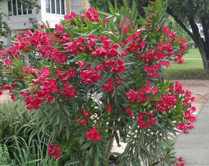 50+ Red Oleander (nerium Oleander) Seeds - Etsy