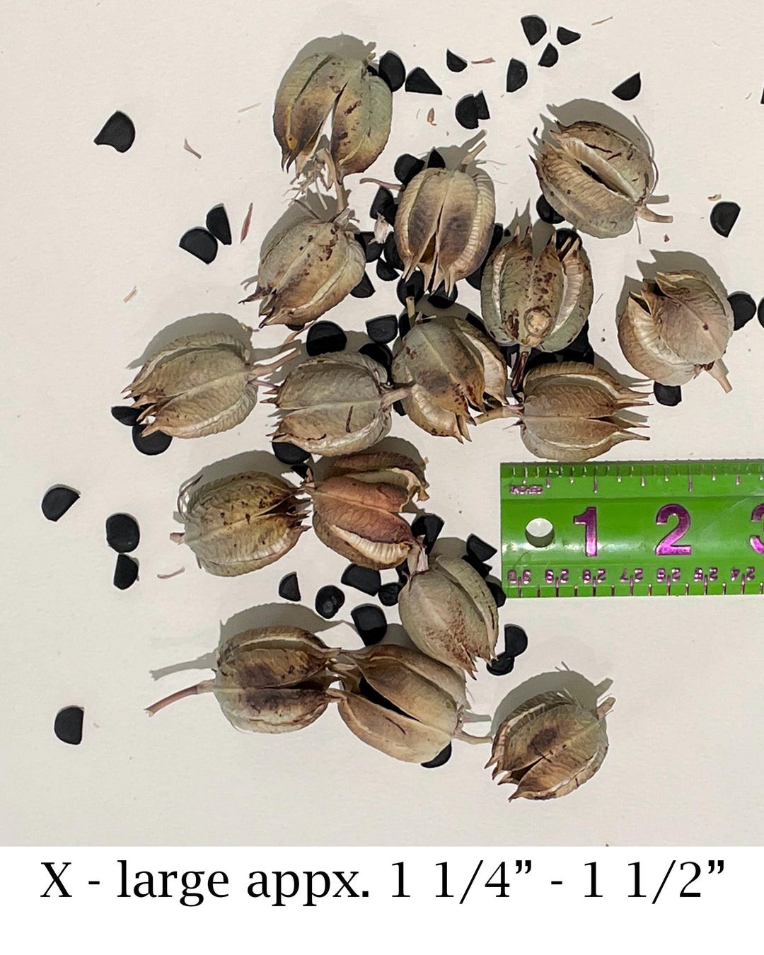 Red Yucca Seed Pods Naturally Dried Various Sizes 16 Count + - Etsy