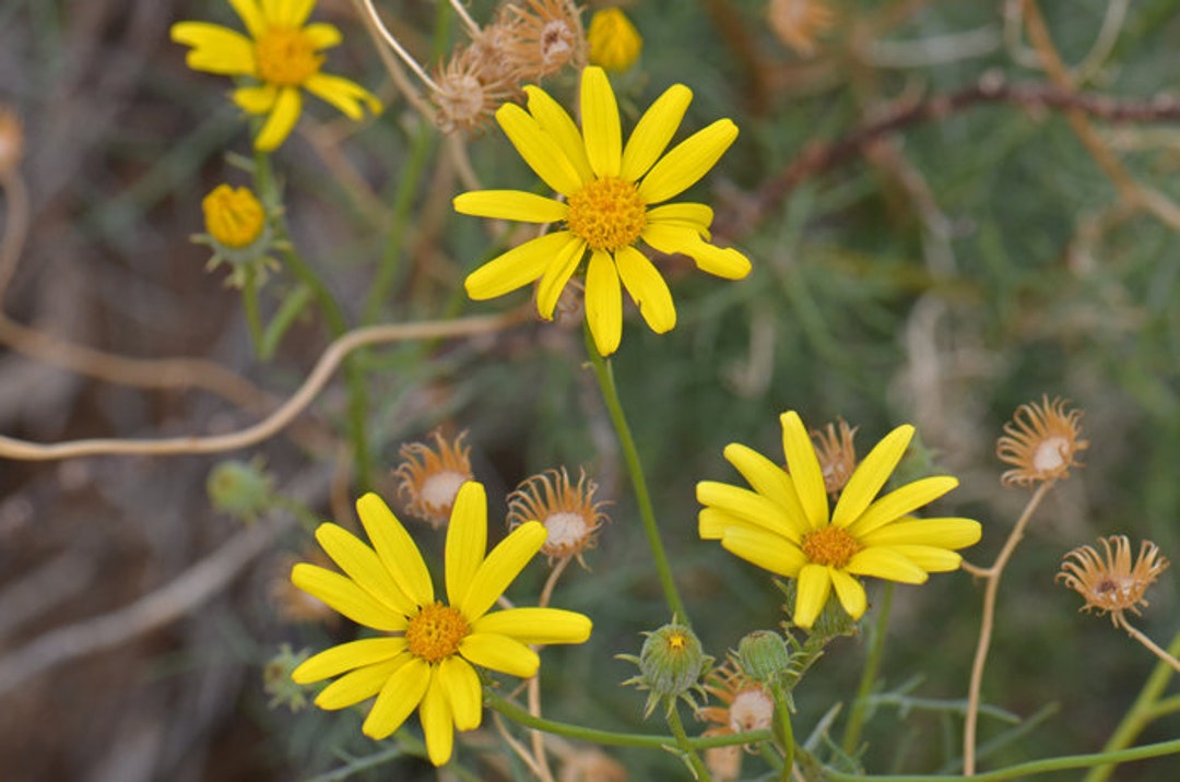 100 Threadleaf Ragwort (senecio Flaccidus) Seeds California Wild Flower ...